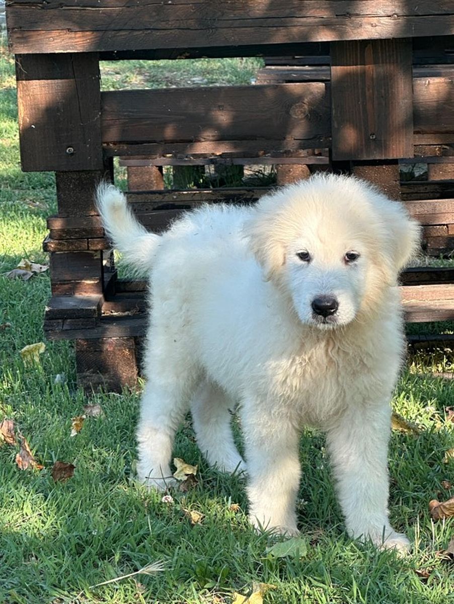 Maremma-Schäferhund-Welpe Duca