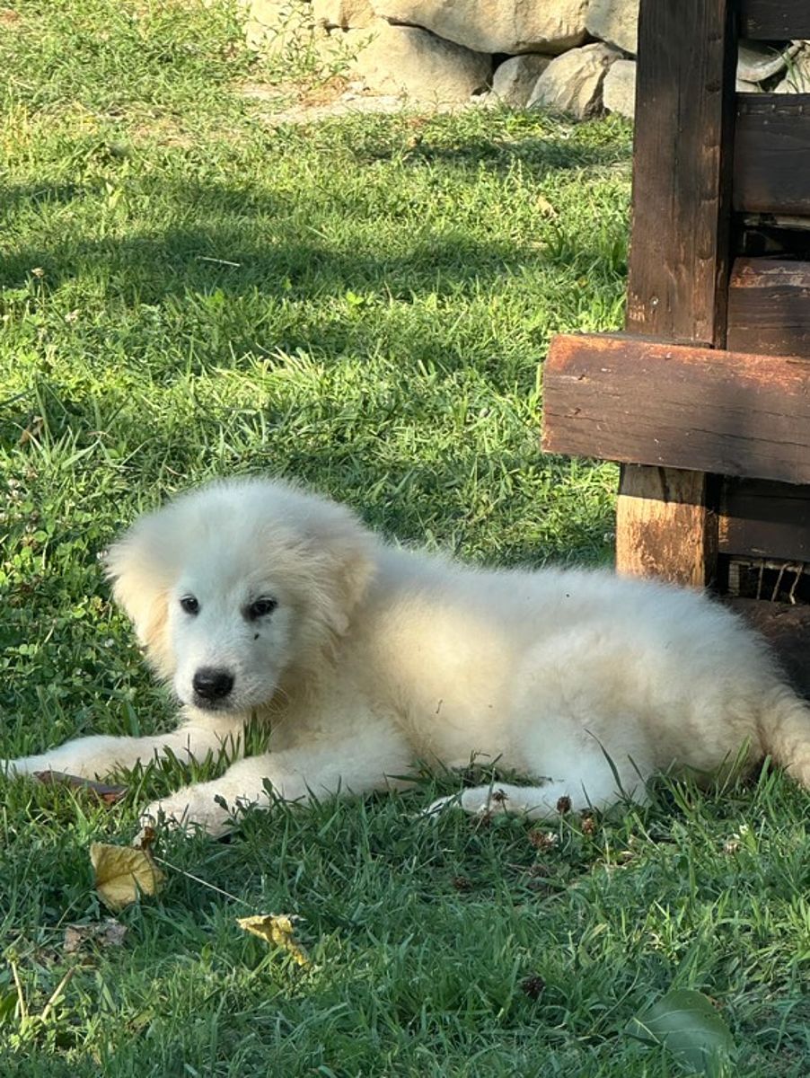 Maremma-Schäferhund-Welpe Duca